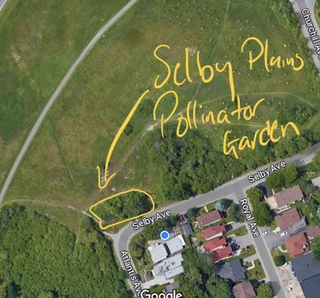 Selby Plains Pollinator Garden – Westboro Beach Community Association